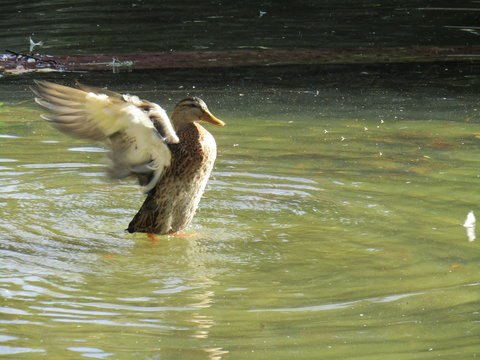 Moviendo Images – Browse 235 Stock Photos, Vectors, and Video | Adobe Stock