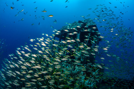 Cardume Billeder – Gennemse 269 stockfotos, vektorer og videoer | Adobe ...