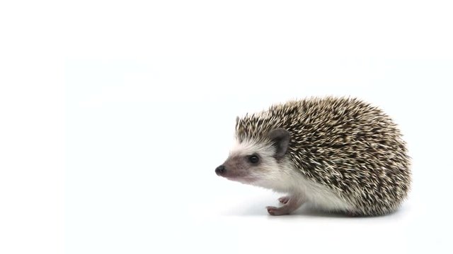 Hedgehog Images – Parcourir 104,896 le catalogue de photos, vecteurs et ...