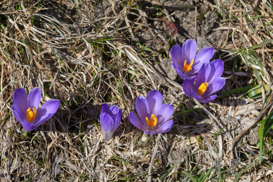 Corcus Bilder – Durchsuchen 86 Archivfotos, Vektorgrafiken und Videos ...