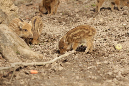 Schmatzen bilder – Bläddra bland 376 stockfoton, vektorer och videor ...