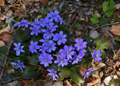 "Hepatica Nobilis Images – Browse 9,797 Stock Photos, Vectors, and Video | Adobe Stock