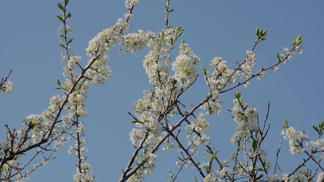 Plum-Tree Stock Videos – 179 HD & 4K Footage Clips | Adobe Stock