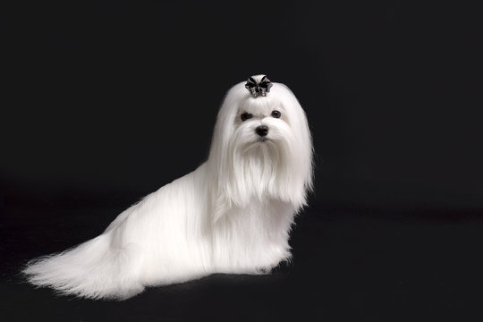 รูปภาพSnappish – เลือกดูภาพถ่ายสต็อก เวกเตอร์ และวิดีโอ1,337 | Adobe Stock