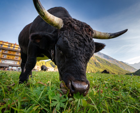 Eringer Bilder – Durchsuchen 632 Archivfotos, Vektorgrafiken und Videos ...