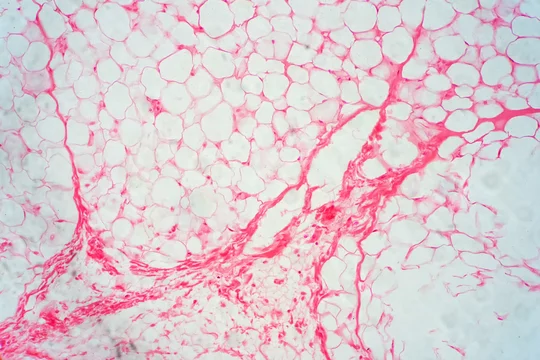 Adipose Tissue Under Microscope