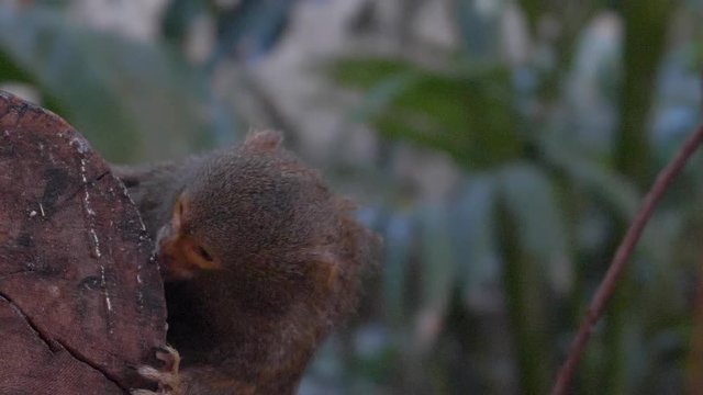 Gummivore 이미지 – 찾아보기 19 스톡 사진, 벡터 및 비디오 | Adobe Stock