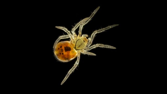 Hemolymph bilder – Bläddra bland 225 stockfoton, vektorer och videor ...