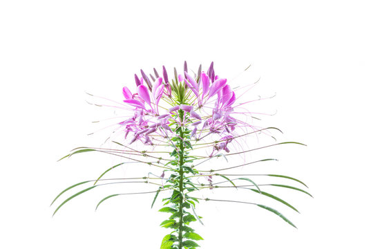 Frower 画像 - 参照 540 Stock 写真、ベクターおよびビデオ | Adobe Stock