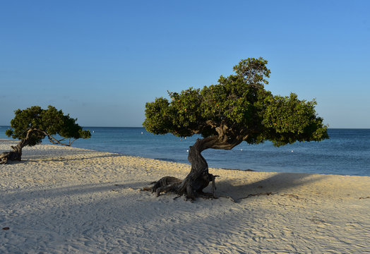 Imágenes de Divi-Divi-Tree: descubre bancos de fotos, ilustraciones ...