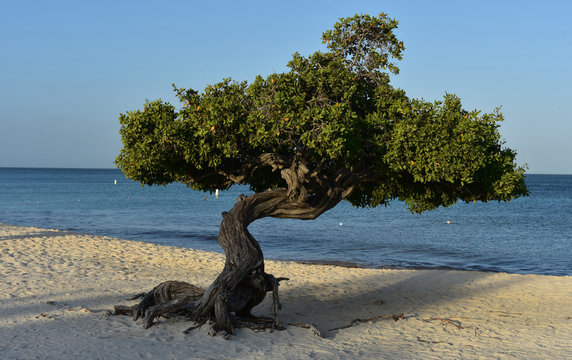 Divi-Divi-Tree Images – Browse 49 Stock Photos, Vectors, and Video ...