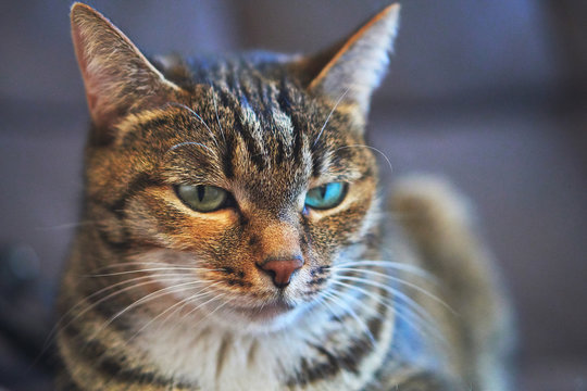 "Ordinary Cat" Billeder – Gennemse 39 stockfotos, vektorer og videoer ...