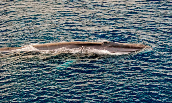 "Fin Whale" Bilder – Durchsuchen 1,013 Archivfotos, Vektorgrafiken und ...
