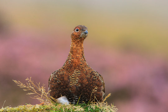"Red Grouse" Images – Browse 1,701 Stock Photos, Vectors, and Video ...