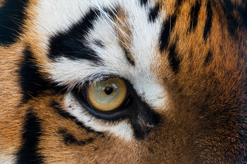 20+ Free Pictures of Tiger Eyes - PikWizard