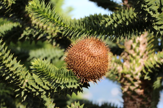 Affenbaum - Images et vidéos libres de droits | Adobe Stock