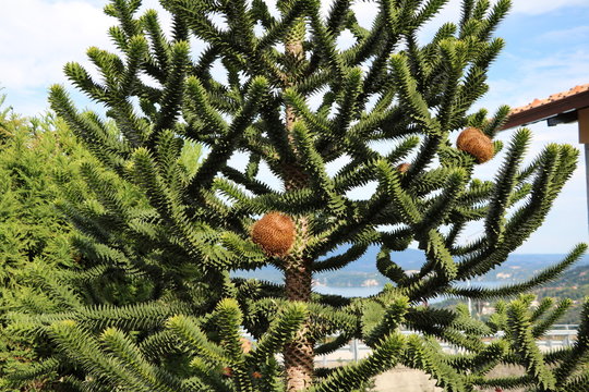 Affenbaum - Images et vidéos libres de droits | Adobe Stock