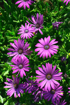 "Flower Boder" Images – Browse 9 Stock Photos, Vectors, and Video ...