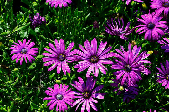 "Flower Boder" Images – Browse 9 Stock Photos, Vectors, and Video ...