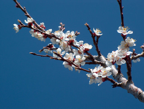Barbarazweig-Bilder: Stock-Fotos & -Videos. | Adobe Stock