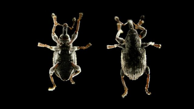 Weevil Images – Browse 13,877 Stock Photos, Vectors, and Video | Adobe ...