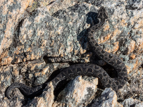 รูปภาพBitis – เลือกดูภาพถ่ายสต็อก เวกเตอร์ และวิดีโอ1,348 | Adobe Stock