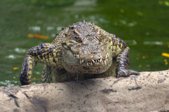 Caiman Crocodile Attack