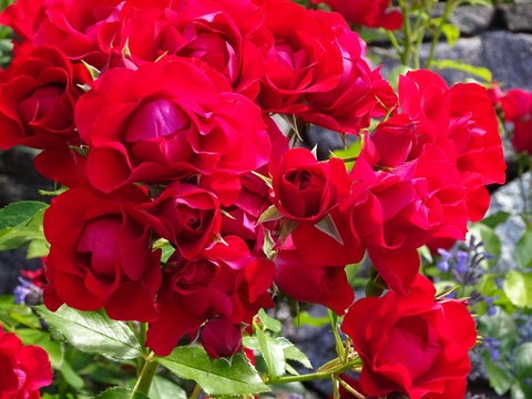 Rosenbett Images – Browse 37 Stock Photos, Vectors, and Video | Adobe Stock