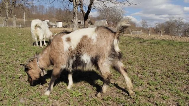 "Goat Wool" Images – Browse 91 Stock Photos, Vectors, and Video | Adobe ...