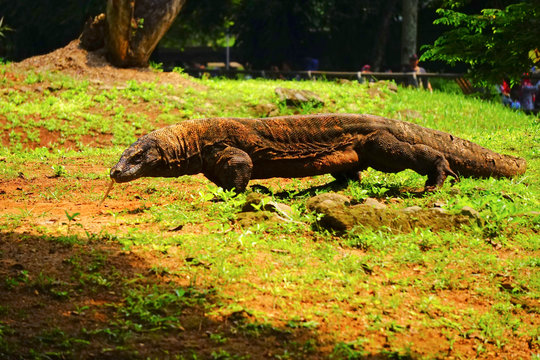 "Ragunan Zoo" Images – Browse 110 Stock Photos, Vectors, and Video ...