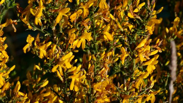 "Wild Broom" Images – Browse 103 Stock Photos, Vectors, and Video ...