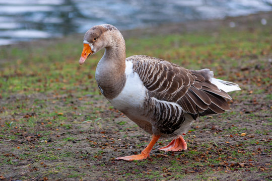 Mastgans Imagens – Procure 161 fotos, vetores e vídeos | Adobe Stock