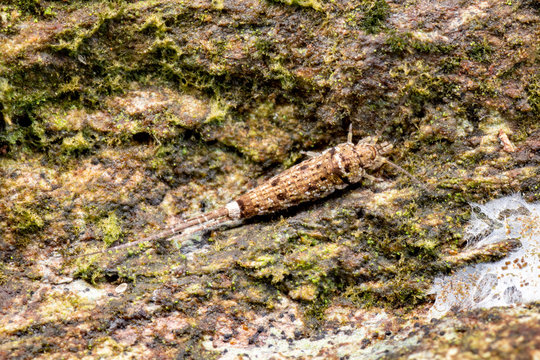 รูปภาพBristletail – เลือกดูภาพถ่ายสต็อก เวกเตอร์ และวิดีโอ203 | Adobe Stock