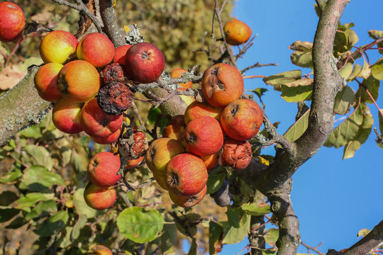 「Runzelig」の画像 - 373 件の Stock 写真、ベクターおよびビデオ | Adobe Stock