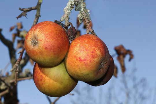 Runzelig Bilder – Durchsuchen 373 Archivfotos, Vektorgrafiken und ...