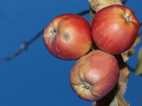 「Runzelig」の画像 - 373 件の Stock 写真、ベクターおよびビデオ | Adobe Stock