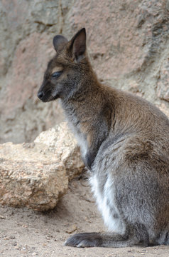Macropodiformes Bilder – Durchsuchen 20 Archivfotos, Vektorgrafiken und ...