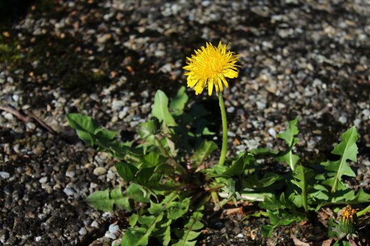 Löwenzahntee-Bilder: Stock-Fotos & -Videos. | Adobe Stock