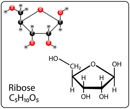 D-Ribose Images – Browse 1,139 Stock Photos, Vectors, and Video | Adobe ...