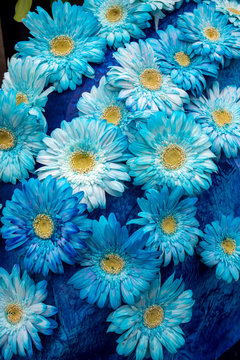 Teal Gerber Daisy