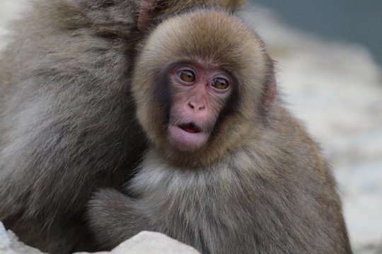 รูปภาพJapanmakak – เลือกดูภาพถ่ายสต็อก เวกเตอร์ และวิดีโอ664 | Adobe Stock