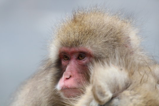 Japanmakak - Images et vidéos libres de droits | Adobe Stock