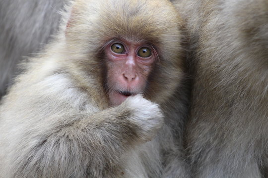 รูปภาพJapanmakak – เลือกดูภาพถ่ายสต็อก เวกเตอร์ และวิดีโอ664 | Adobe Stock