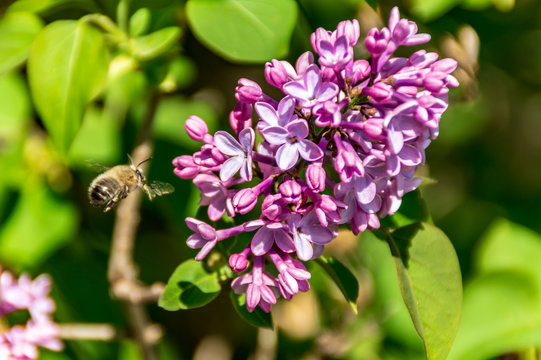 Lilla Bilder – Durchsuchen 5,892 Archivfotos, Vektorgrafiken und Videos ...