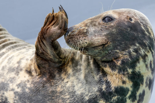 「Winkende」の画像 - 100 件の Stock 写真、ベクターおよびビデオ | Adobe Stock