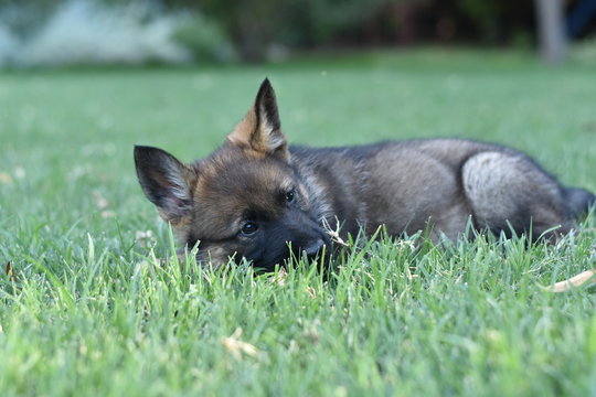 Chiguagua Images – Browse 63 Stock Photos, Vectors, and Video | Adobe Stock