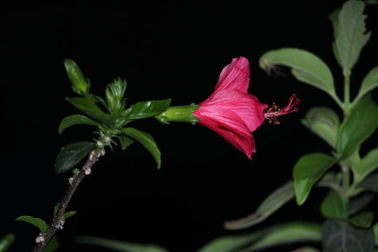 Gudhal Images – Browse 85 Stock Photos, Vectors, and Video | Adobe Stock