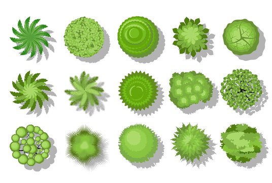 377 BEST Shrubs Plan View IMAGES, STOCK PHOTOS & VECTORS | Adobe Stock