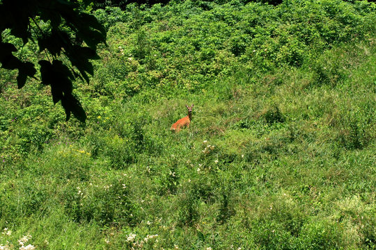 Fluchttier bilder – Bläddra bland 887 stockfoton, vektorer och videor ...