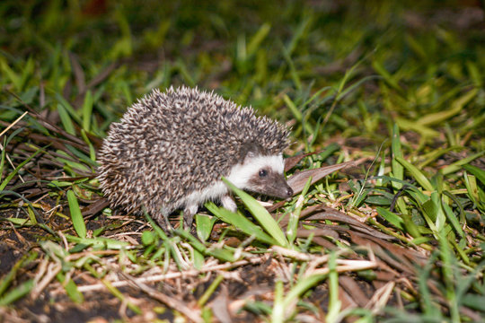 Puercoespin Images – Browse 36 Stock Photos, Vectors, and Video | Adobe ...